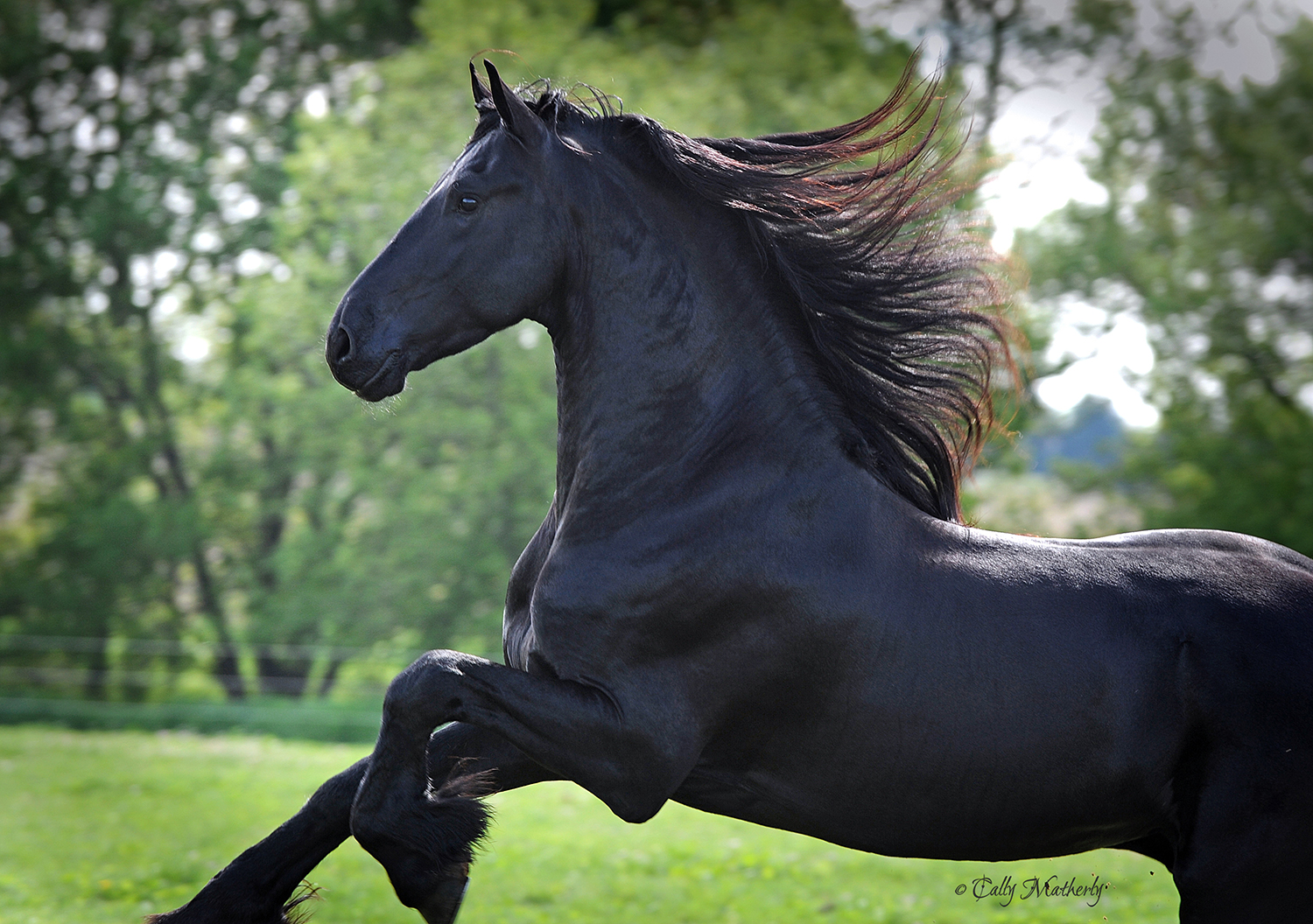 Julius 486 Sport Elite AAA | Friesian Connection