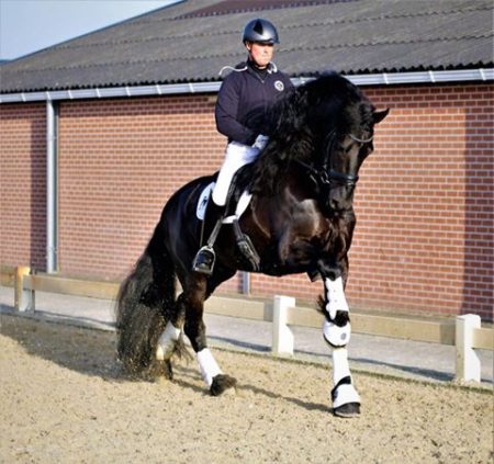 Hessel 480 Sport | Friesian Connection