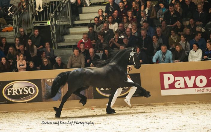 Hessel 480 Sport | Friesian Connection