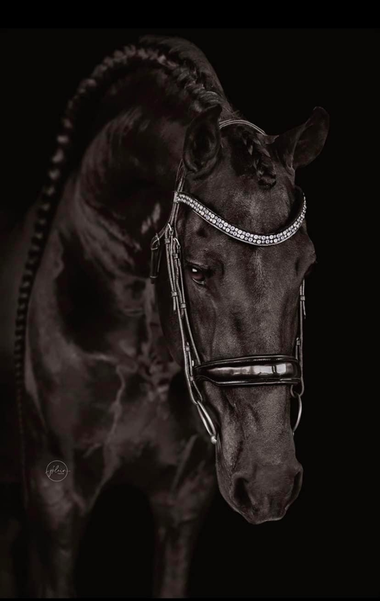 Julius 486 Sport Elite AAA | Friesian Connection