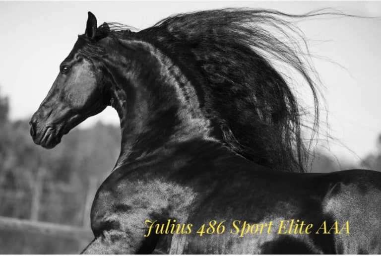 Julius 486 Sport Elite AAA | Friesian Connection