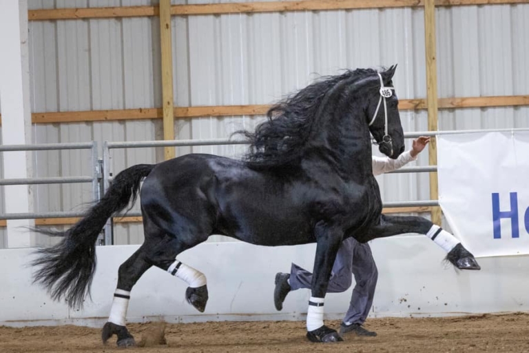Julius 486 Sport Elite AAA | Friesian Connection