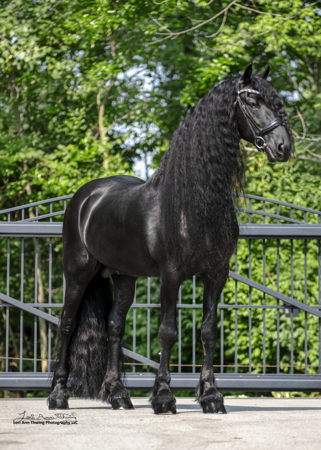 Friesian Connection